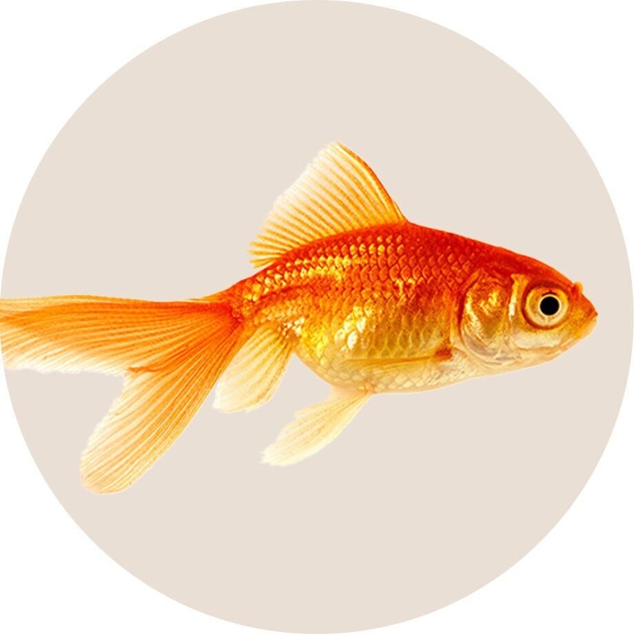 FISH FOOD PELLETS (Free Shipping) | Chewy