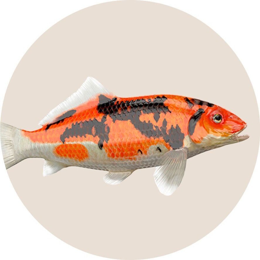 FISH FOOD PELLETS (Free Shipping) | Chewy