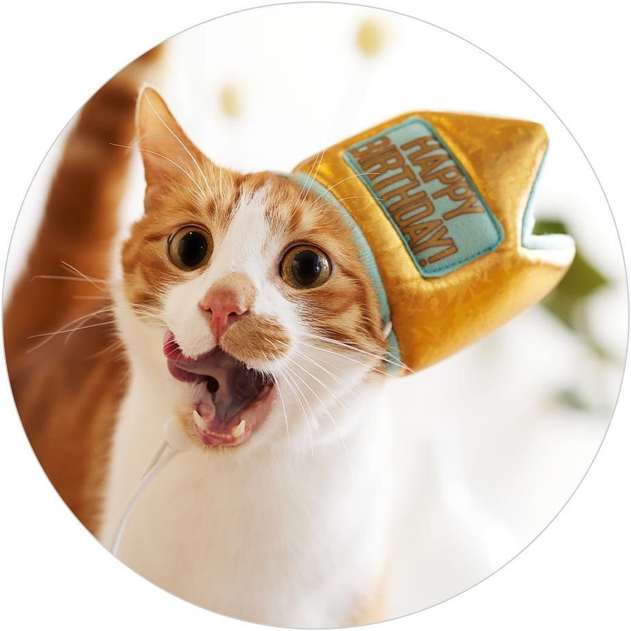 Pet Birthday Gifts For Dogs & Cats - Free Shipping | Chewy