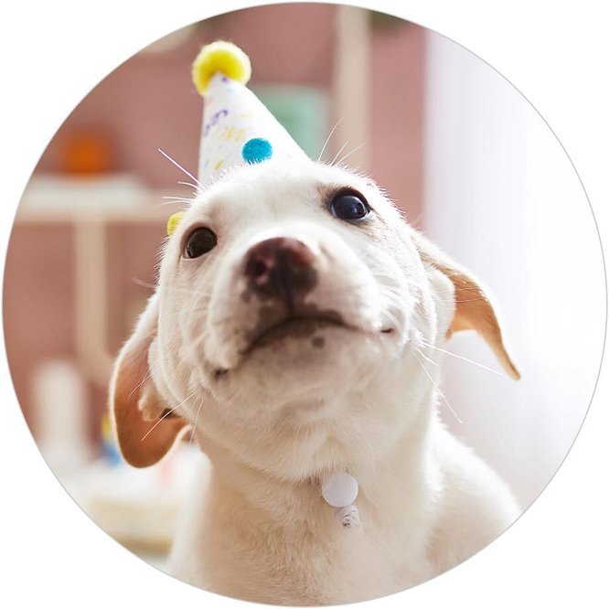 Pet Birthday Gifts For Dogs & Cats - Free Shipping | Chewy
