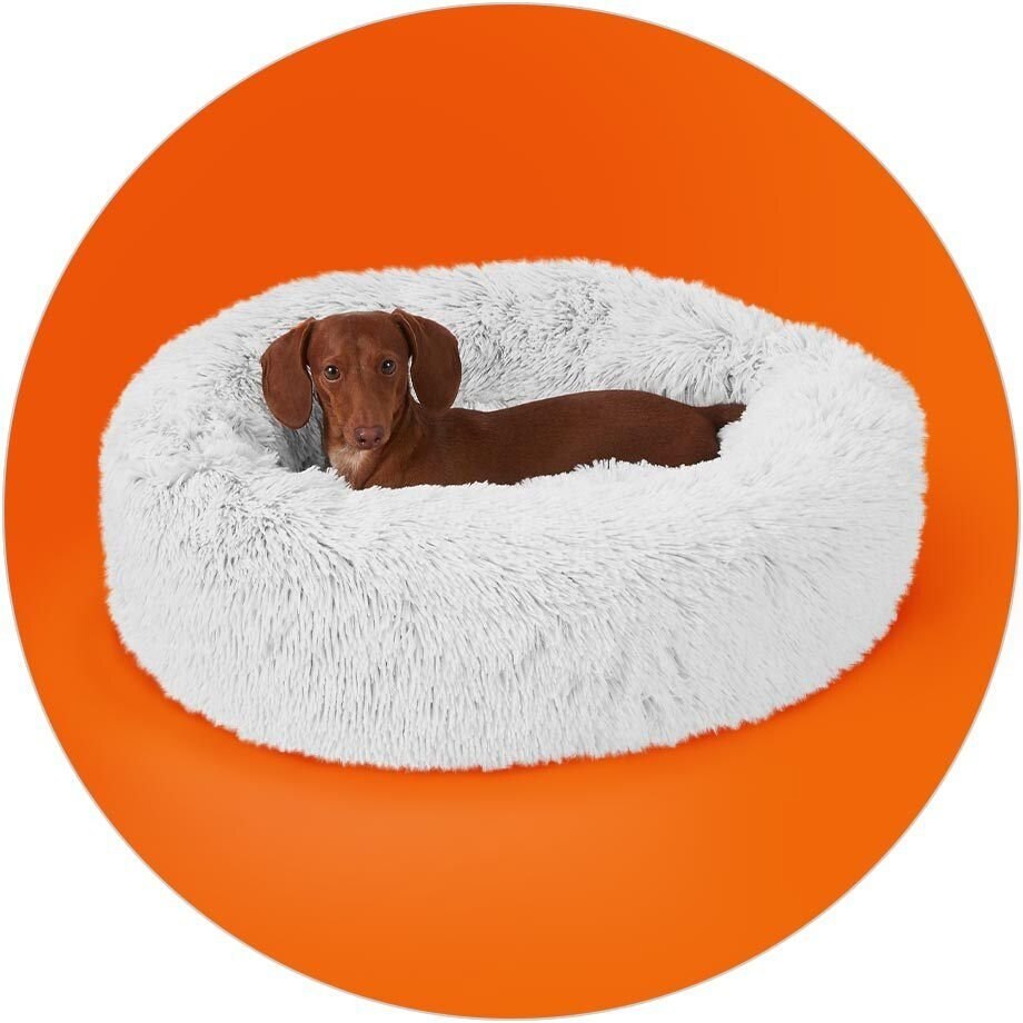 Pet Birthday Gifts For Dogs & Cats - Free Shipping | Chewy