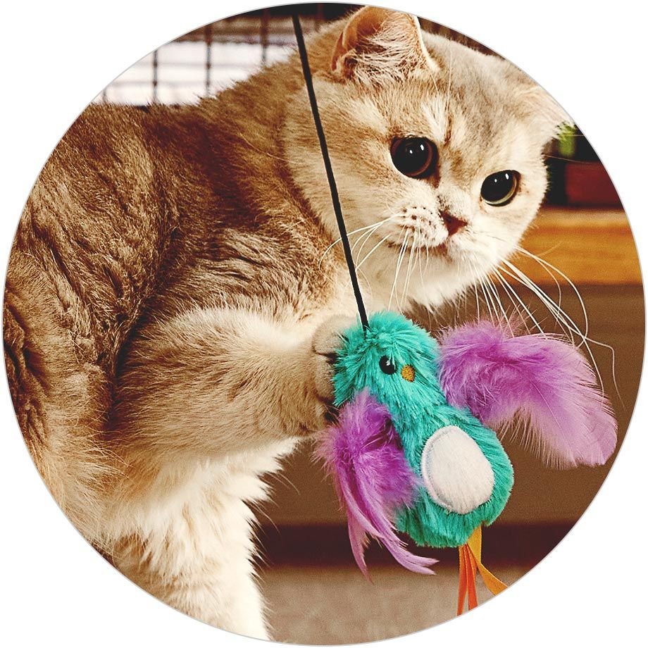 Products by Chewy - Free Shipping | Chewy