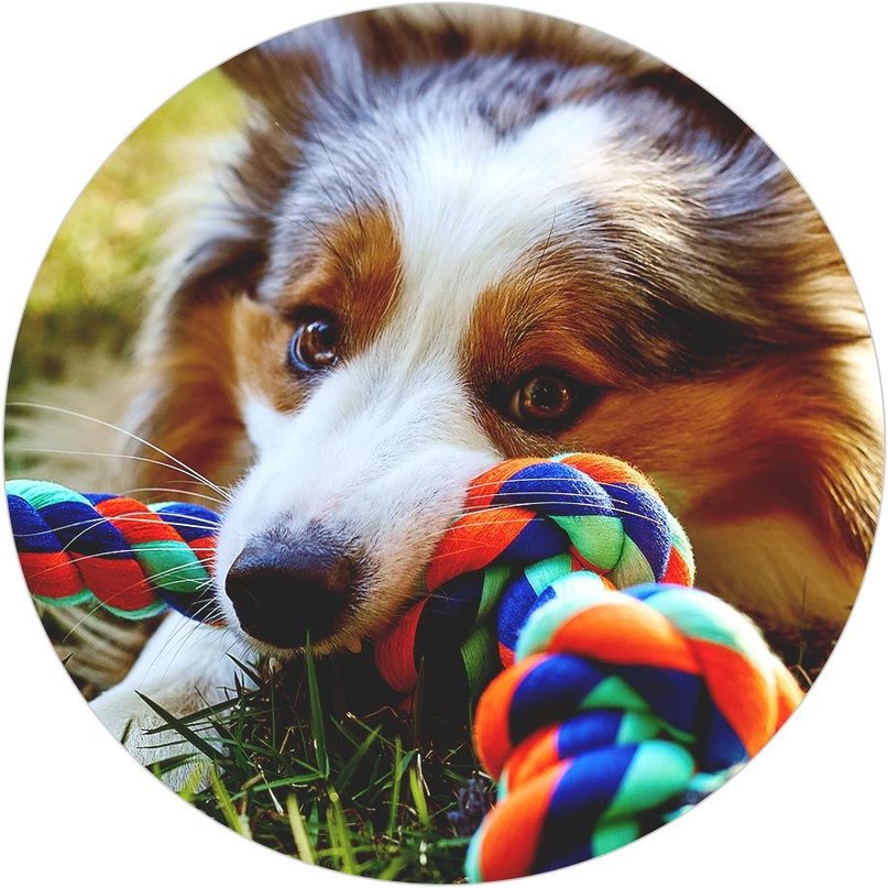 Products by Chewy - Free Shipping | Chewy