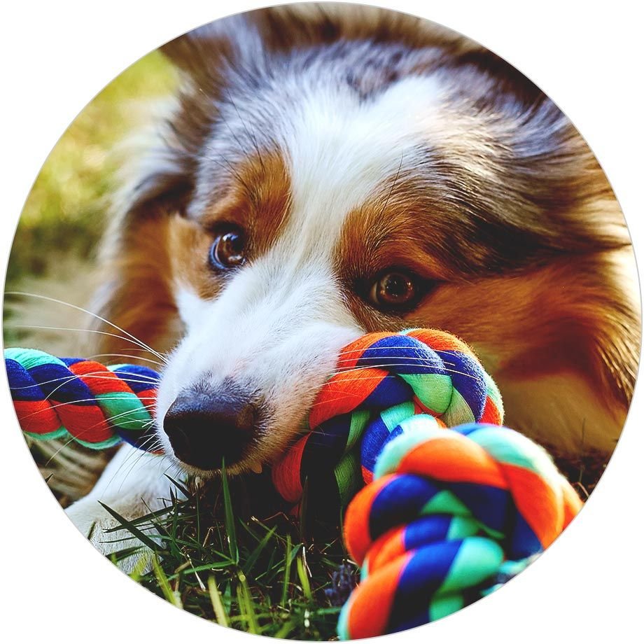 Products by Chewy - Free Shipping | Chewy