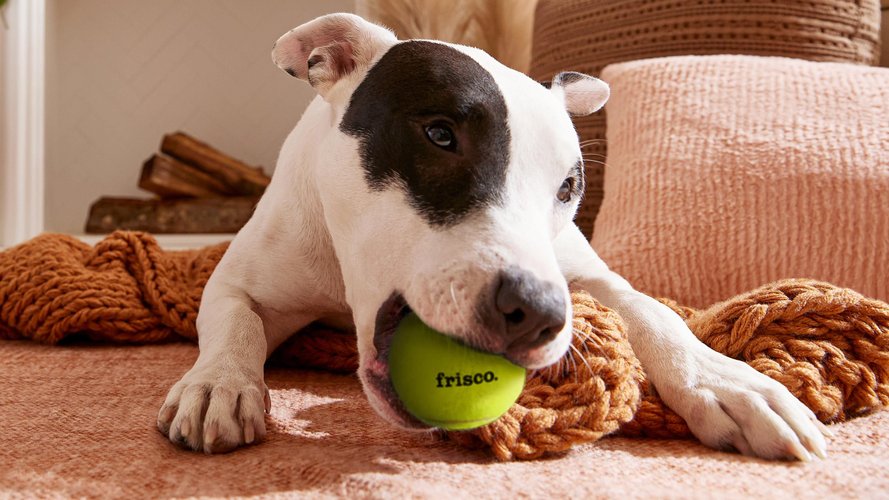 Products by Chewy - Free Shipping | Chewy