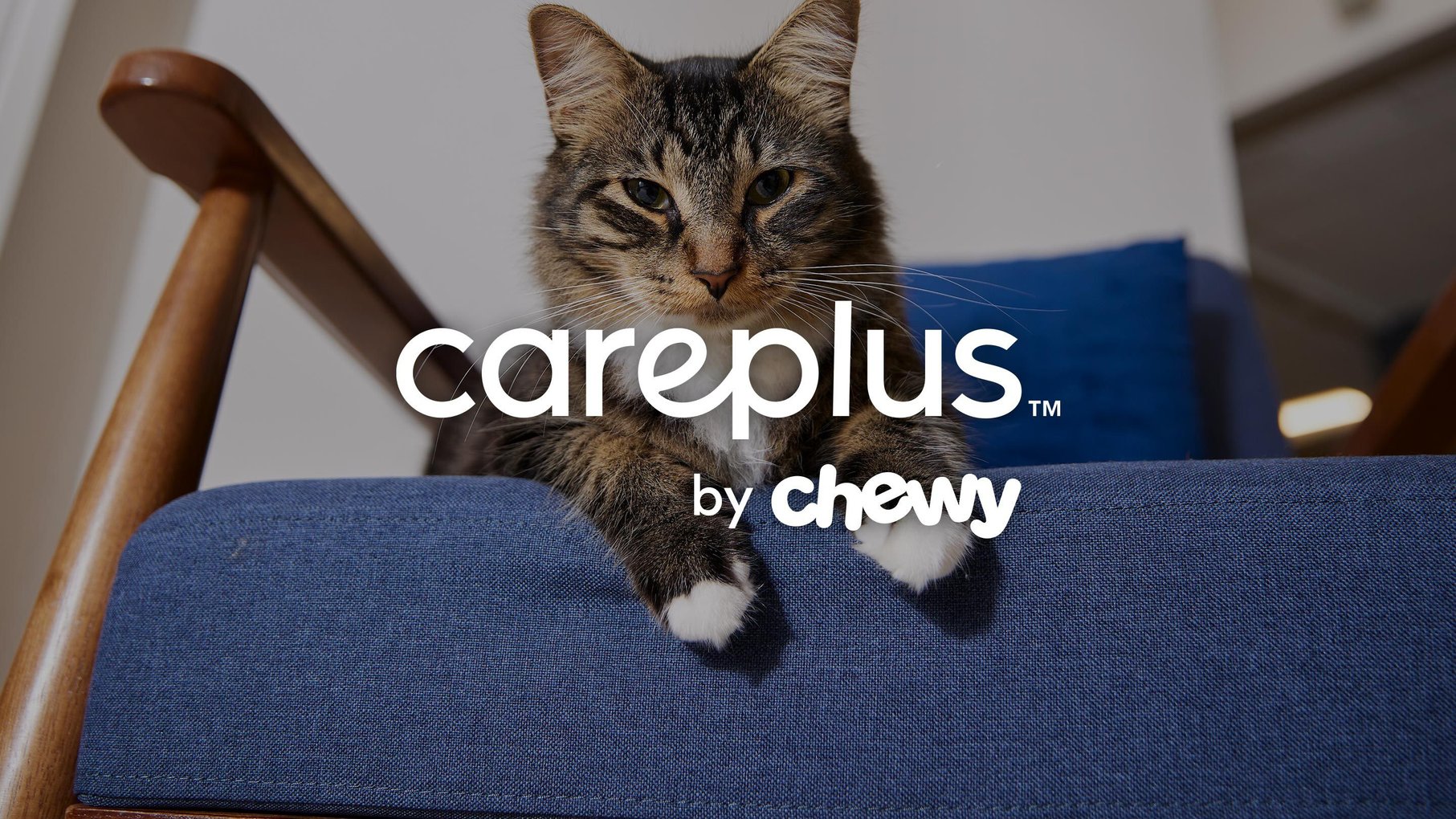 Pet Food, Products, Supplies at Low Prices - Free Shipping | Chewy.com