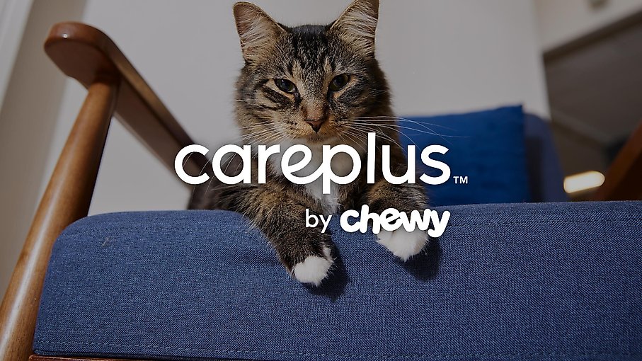 Pet Food, Products, Supplies at Low Prices - Free Shipping | Chewy.com