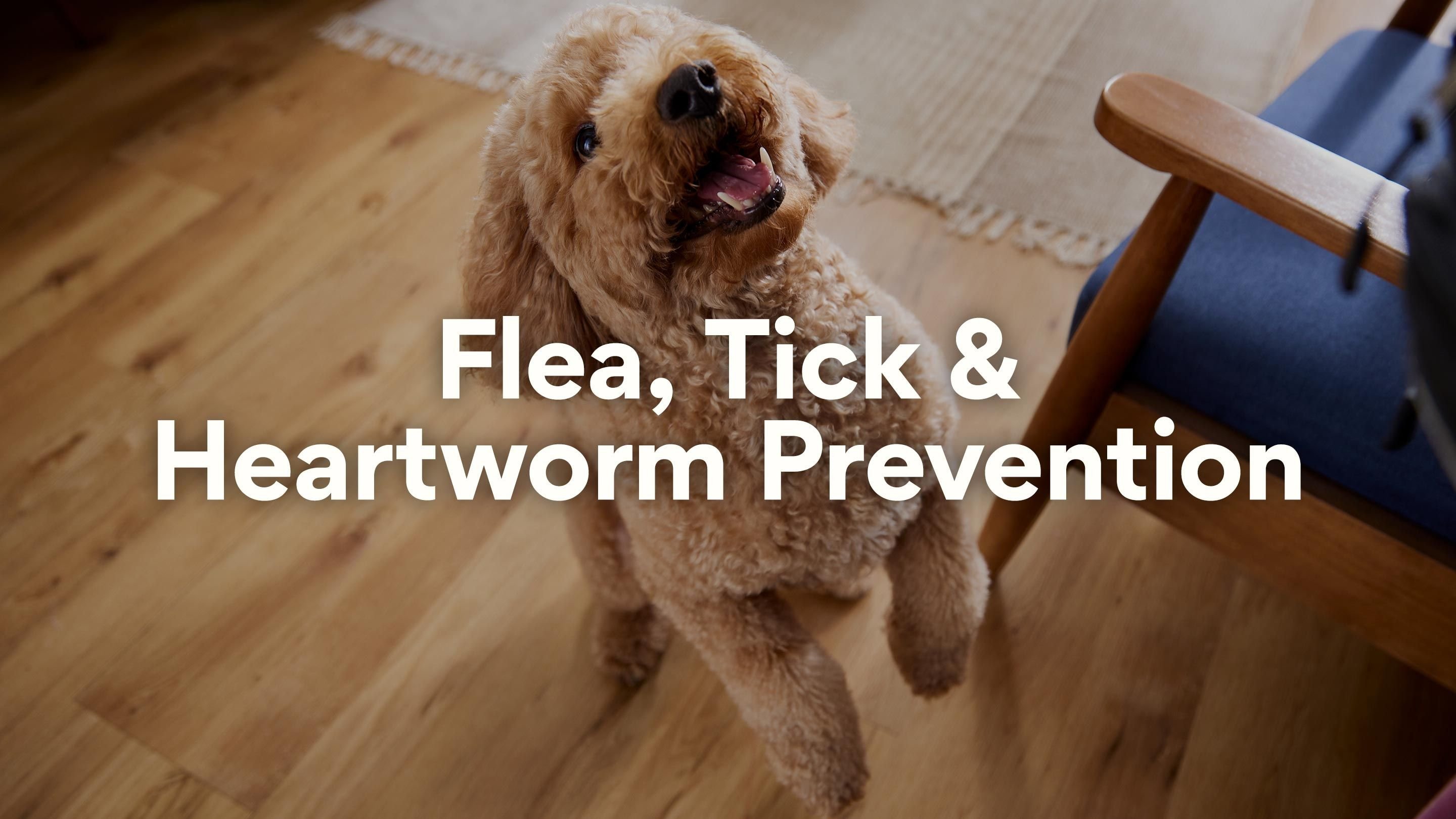 Puppy Supplies: Food, Treats, Toys & More - Free Shipping | Chewy