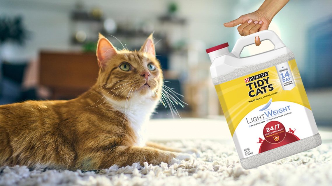 Tidy Cats: Cat Litter (Free Shipping) | Chewy