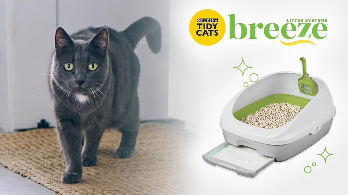 Tidy Cats: Cat Litter (Free Shipping) | Chewy
