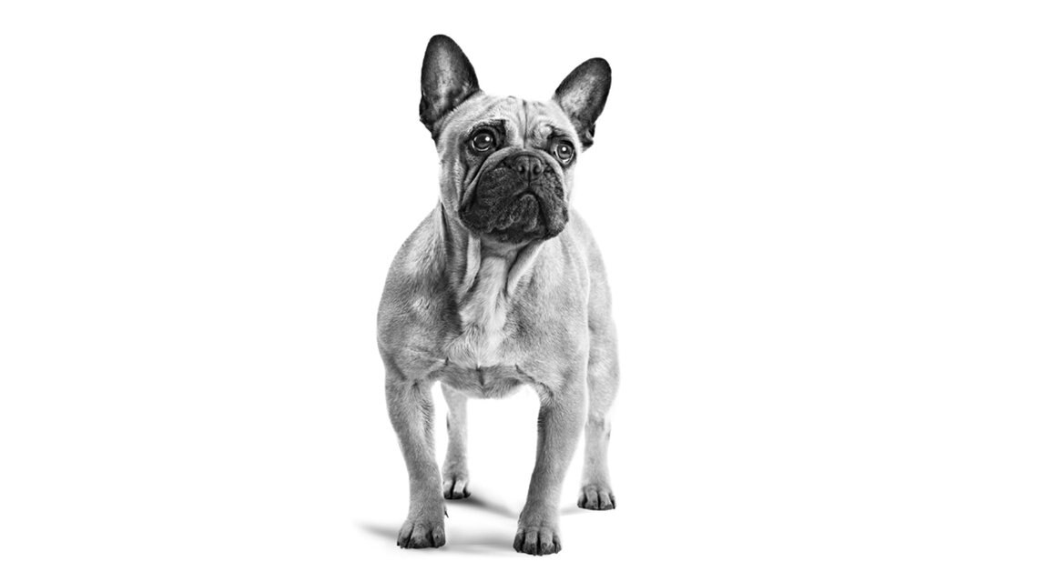 Royal Canin: Dog Food & Cat Food (Free Shipping) | Chewy