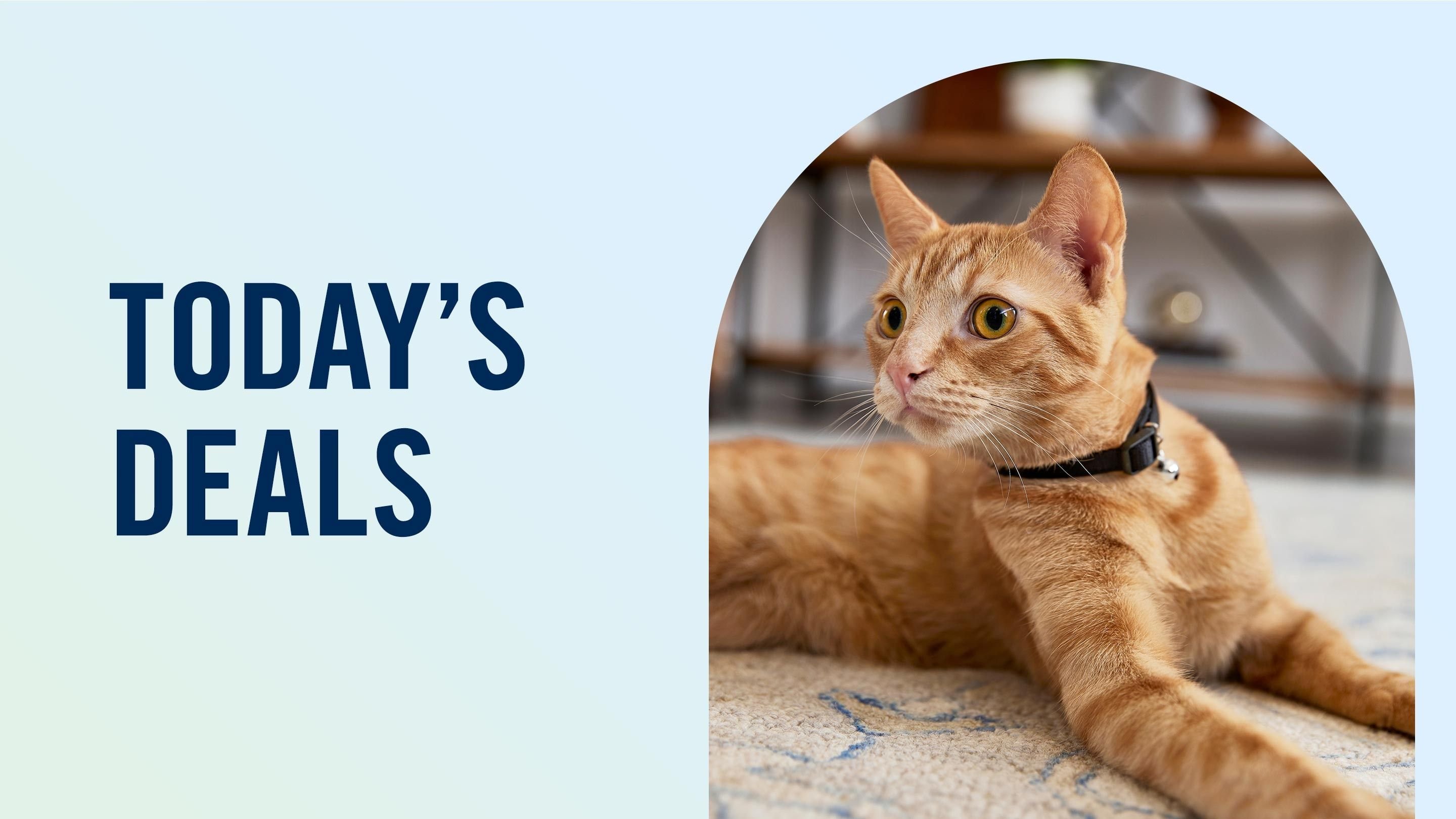 Cat Supplies: Cat Accessories & Products (Free Shipping) | Chewy