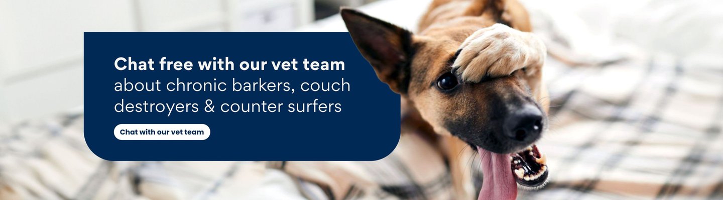 Free Vet Team Chat - Behavior & Anxiety | Chewy