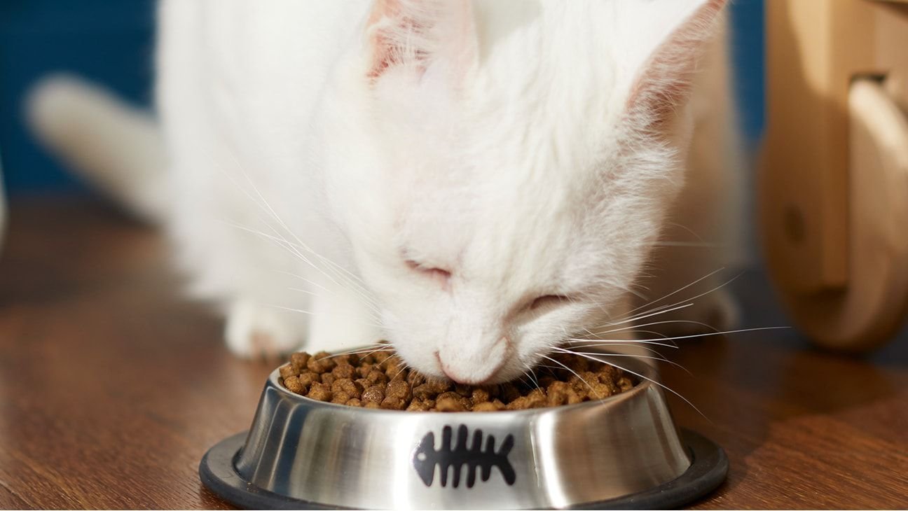 Best Cat Food: Top Brands, Low Prices (Free Shipping) | Chewy