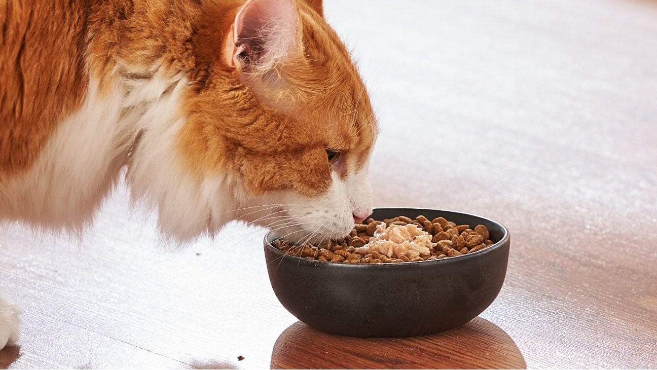 Best Cat Food: Top Brands, Low Prices (Free Shipping) | Chewy