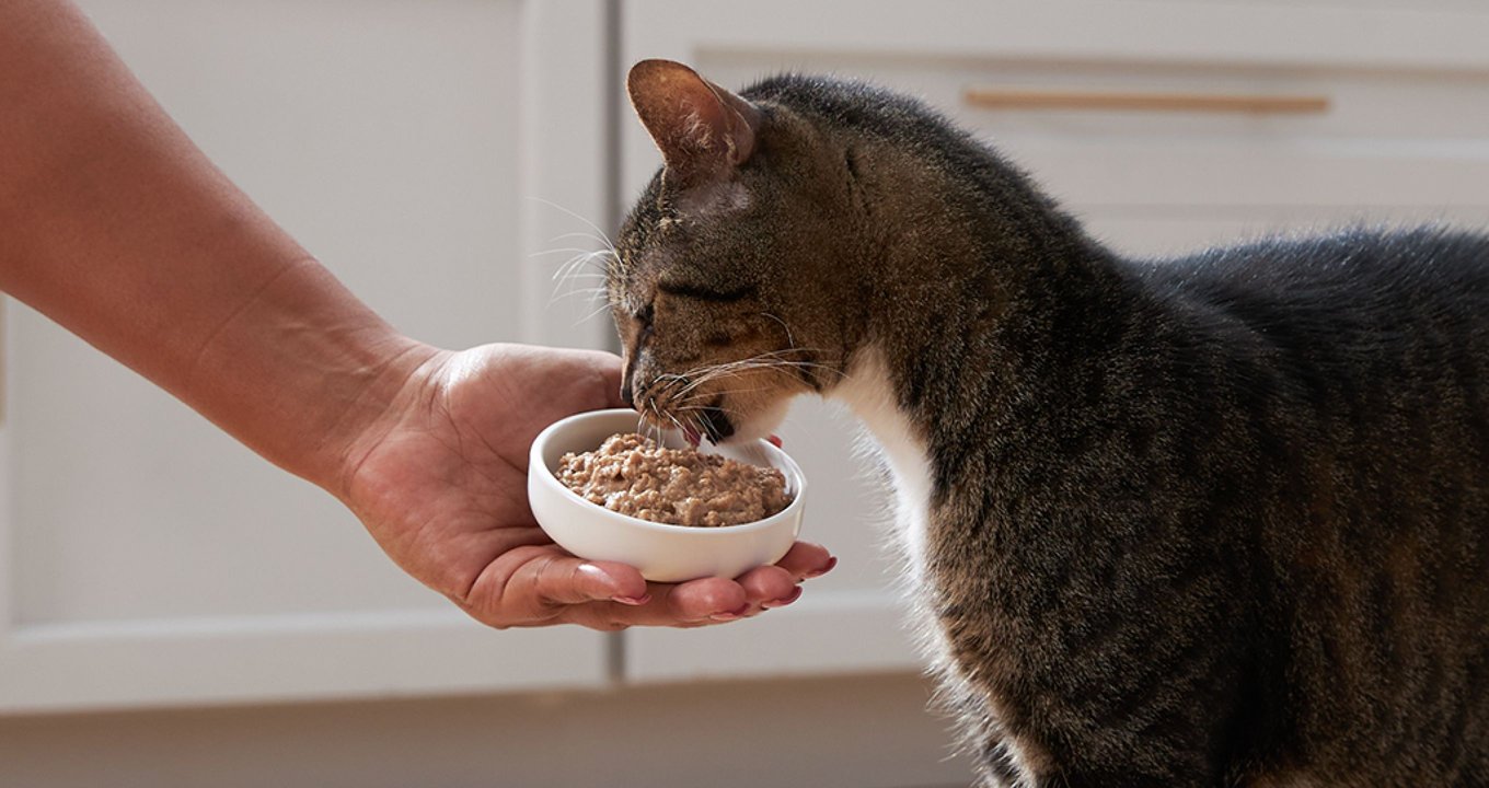 Wet Cat Food - Healthiest Wet Cat Food Brands | Chewy