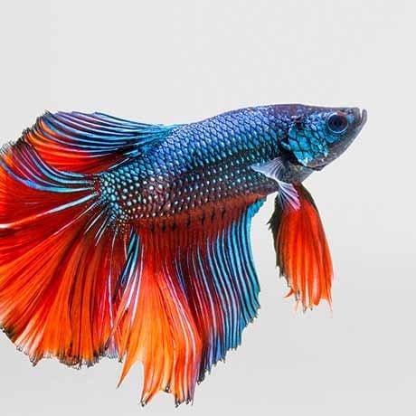 Pet Food, Products, Supplies at Low Prices - Free Shipping | Chewy.com