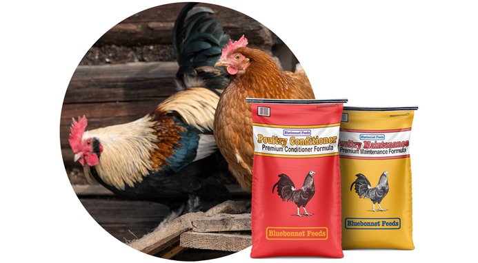 BLUEBONNET FEEDS Poultry Conditioner 16% Protein Premium Formula Grain ...