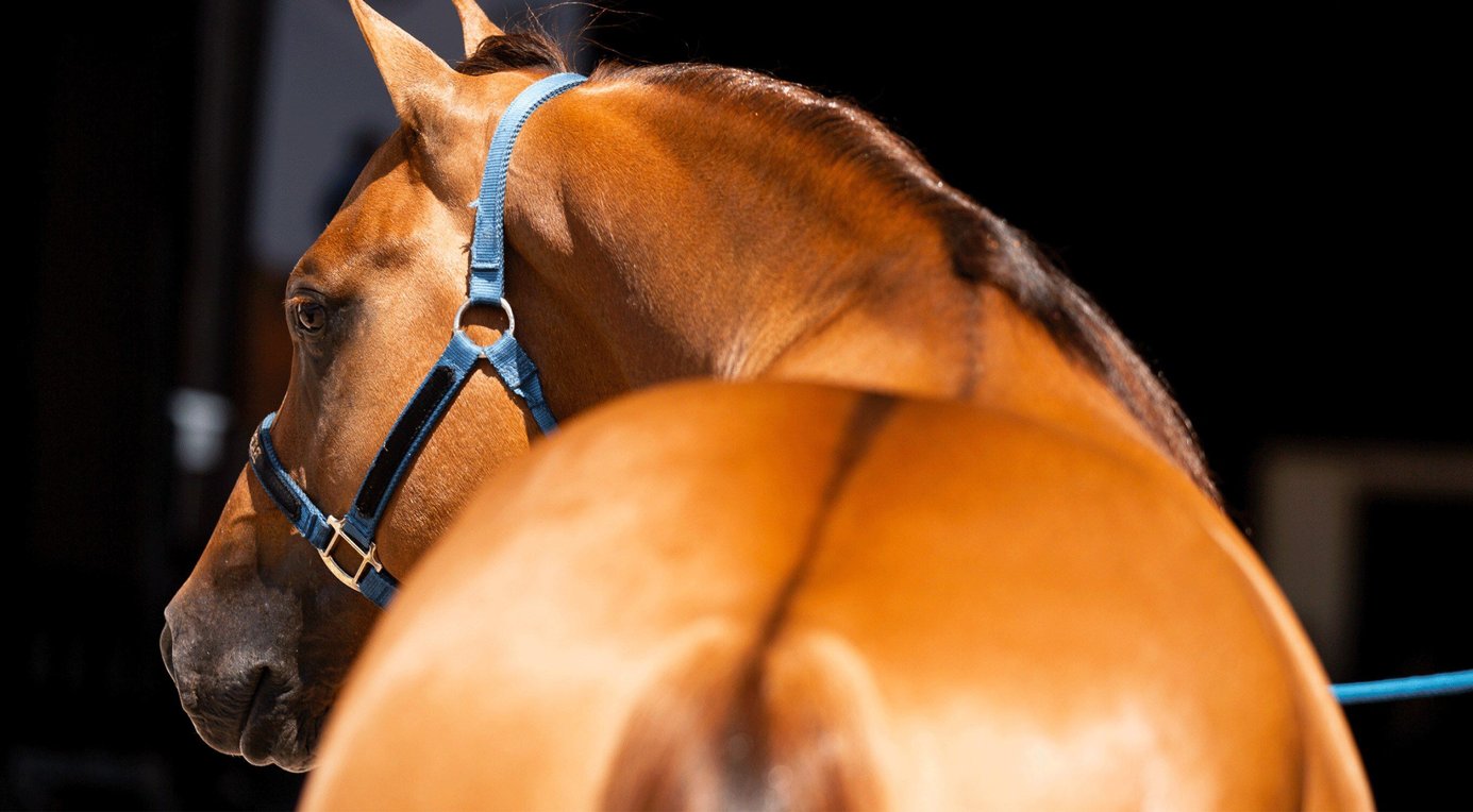 BLUEBONNET FEEDS Equilene Complete Forage Extender Horse Feed, 50-lb ...