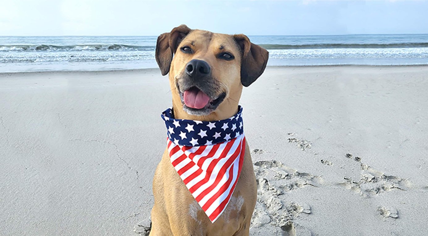 BEST BULLY STICKS Beef Gullet Sticks Dog Chews, 6-in, 25 count - Chewy.com