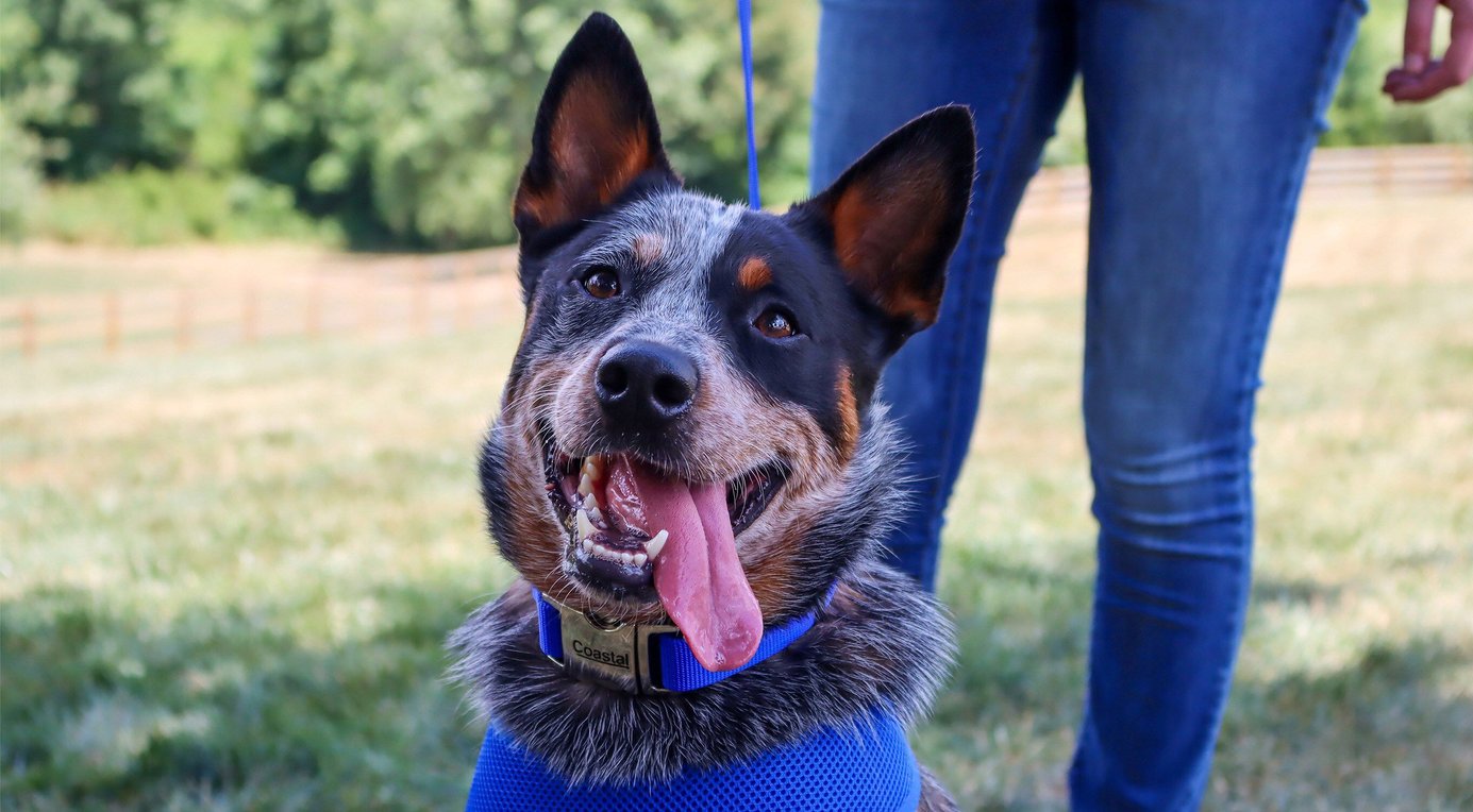 Out of Stock - EZ CHANGE Dog I.D. Clip, Nickel, Set of 2 - Chewy.com