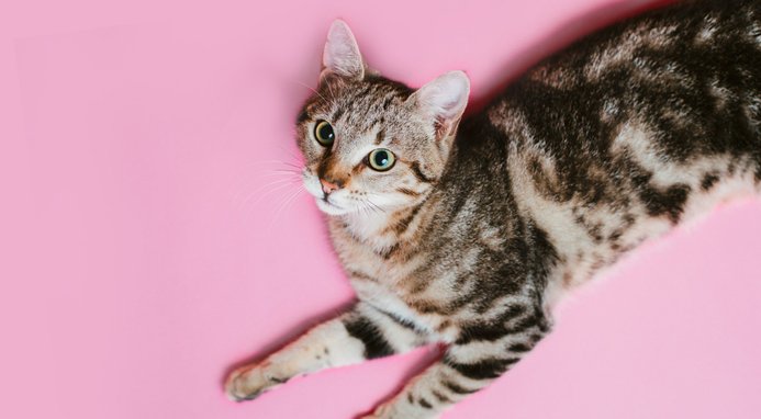 COMFORT ZONE Cat Calming Pheromone Diffuser, 60 days, 1 diffuser, 2 ...