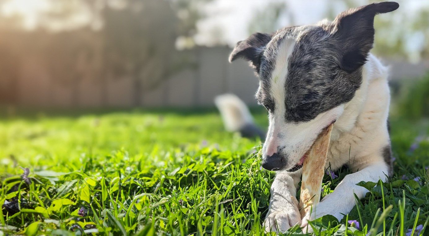 EARTH ANIMAL No-Hide Stix Long Lasting Natural Rawhide Alternative ...