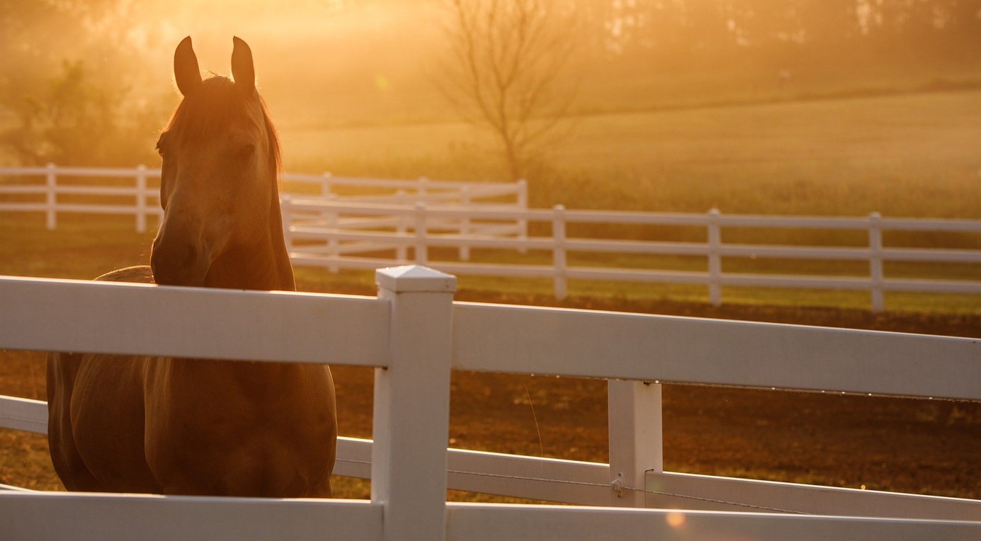 FARNAM Endure Sweat Resistant Horse Fly Spray, 1-gal bottle - Chewy.com