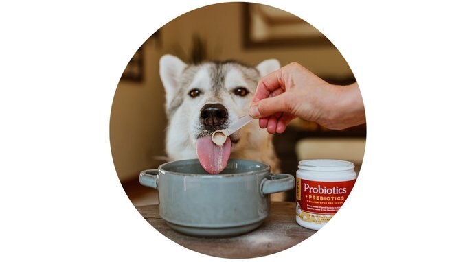 FERA PETS Cardiac Support Salmon Flavor Dog & Cat Supplement, 60 ...