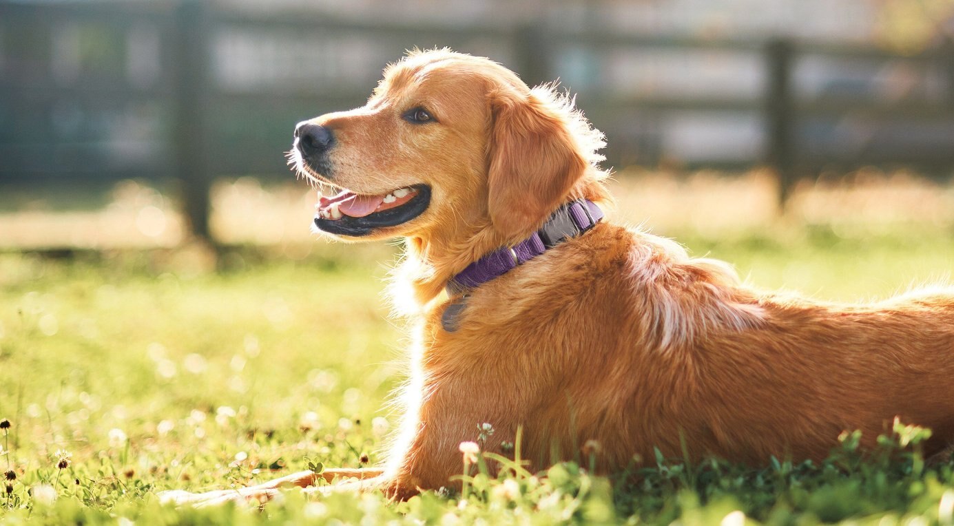 FRONTLINE SHIELD Flea & Tick Treatment for Large Dogs, 41 - 80 lbs, 3 ...