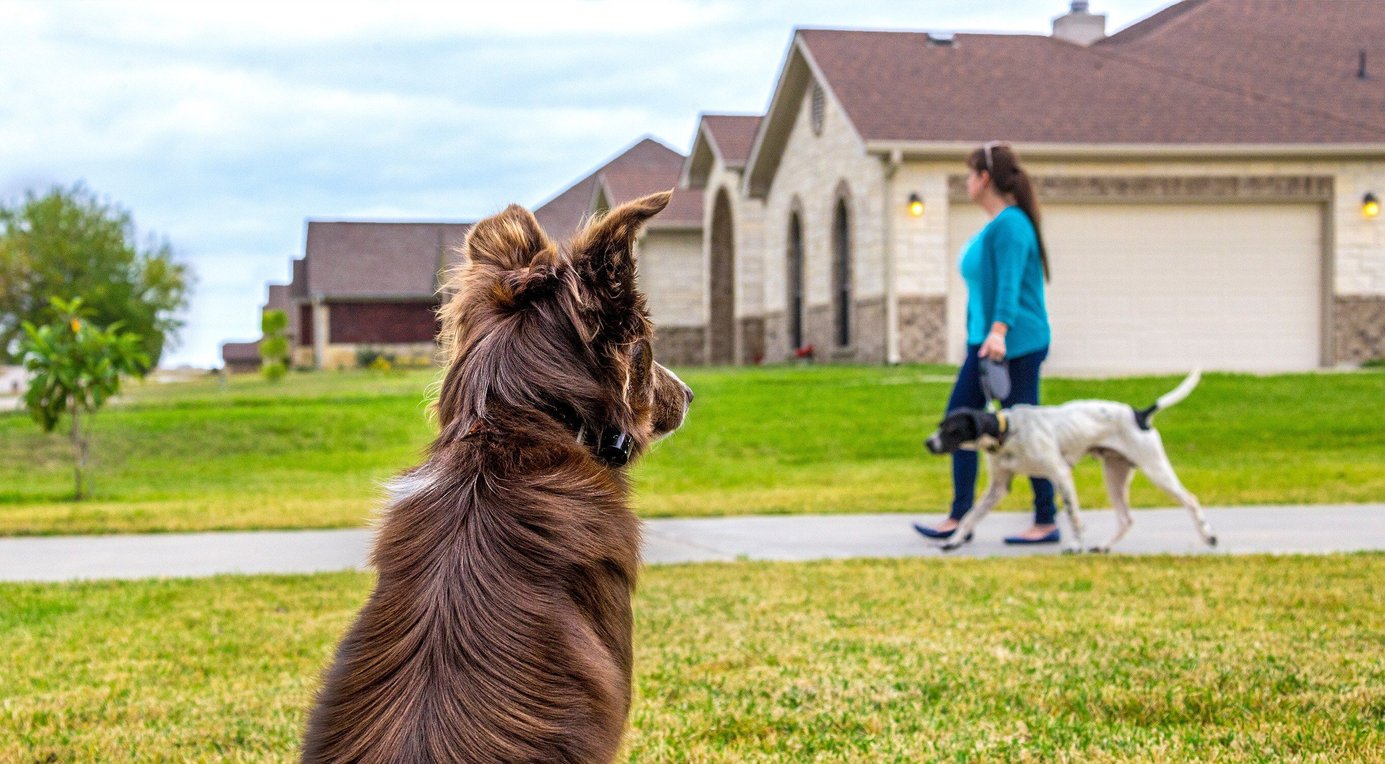 GARMIN Delta SE Hand-Held Remote Dog Training System, Black, Small ...