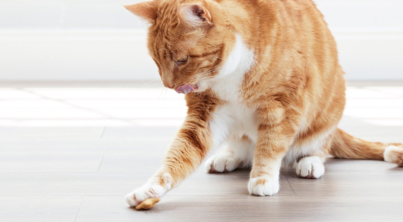 GOOD 'N' TASTY Chicken, Salmon, Tuna Kabob Cat Treats, 3-oz bag - Chewy.com