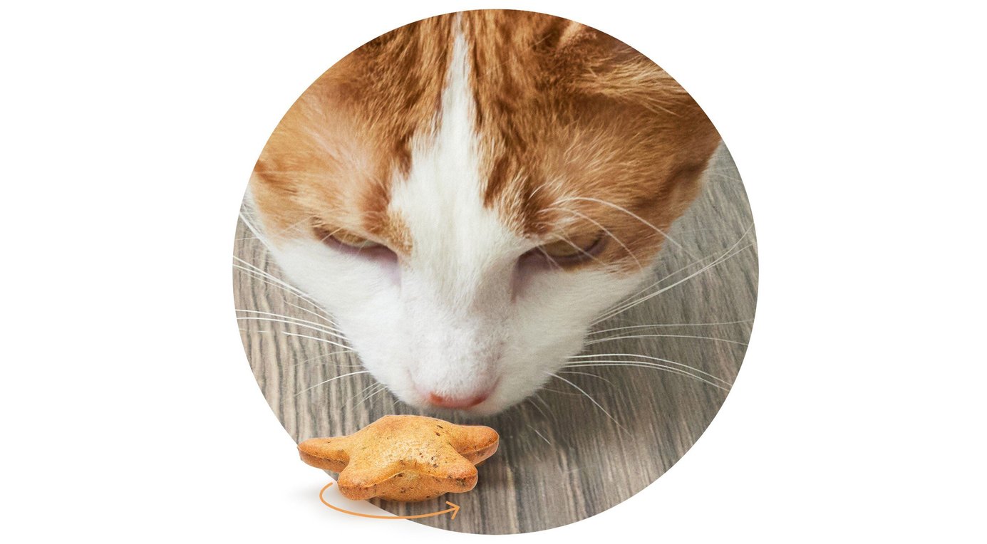 GOOD 'N' TASTY Savory Spoonables Triple Flavor Variety Pack Lickable ...