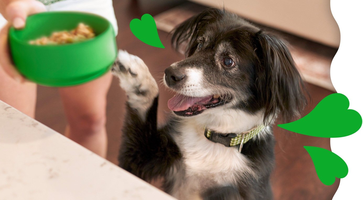 GREENIES Smart Topper Chicken, Peas, Apples & Brown Rice Recipe Wet Dog ...