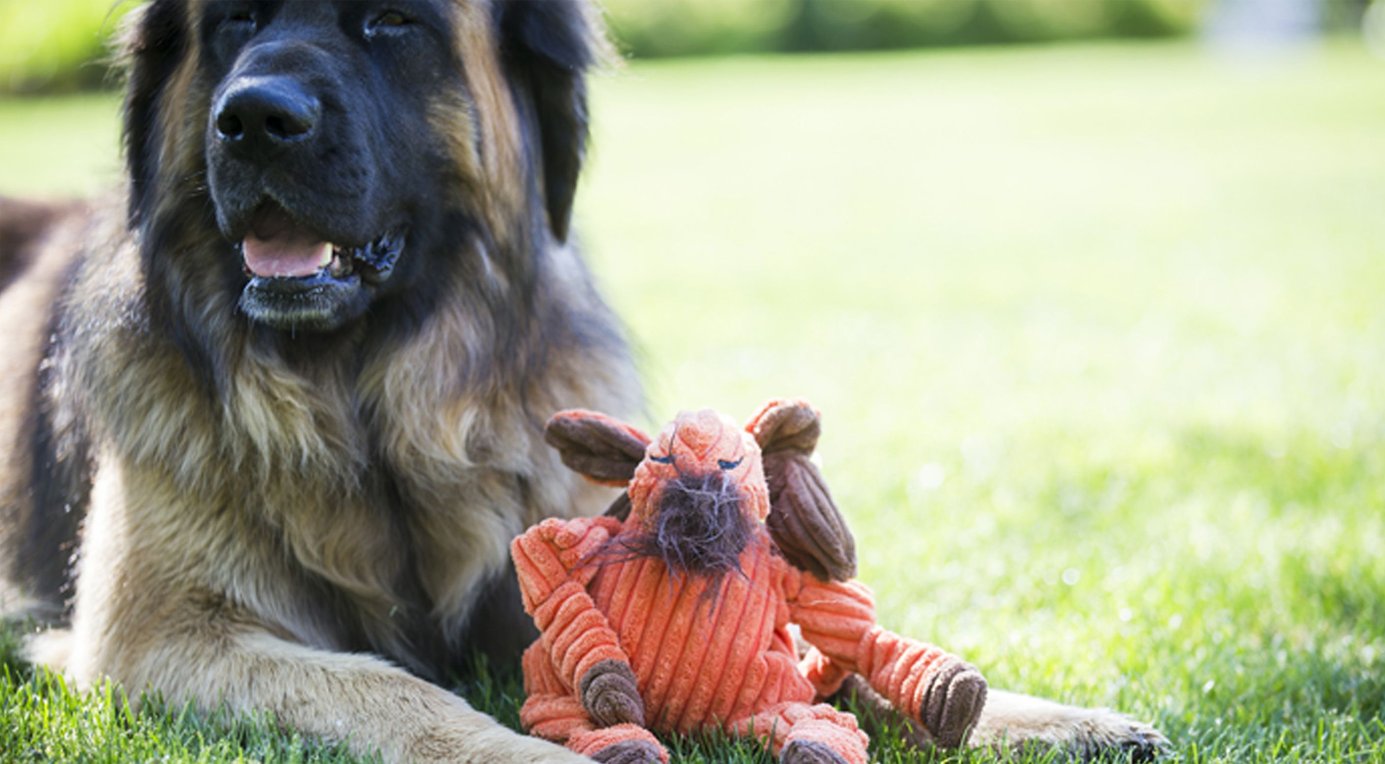 HUGGLEHOUNDS Barnyard Durable Plush Corduroy Knottie Bunny Squeaky Dog ...
