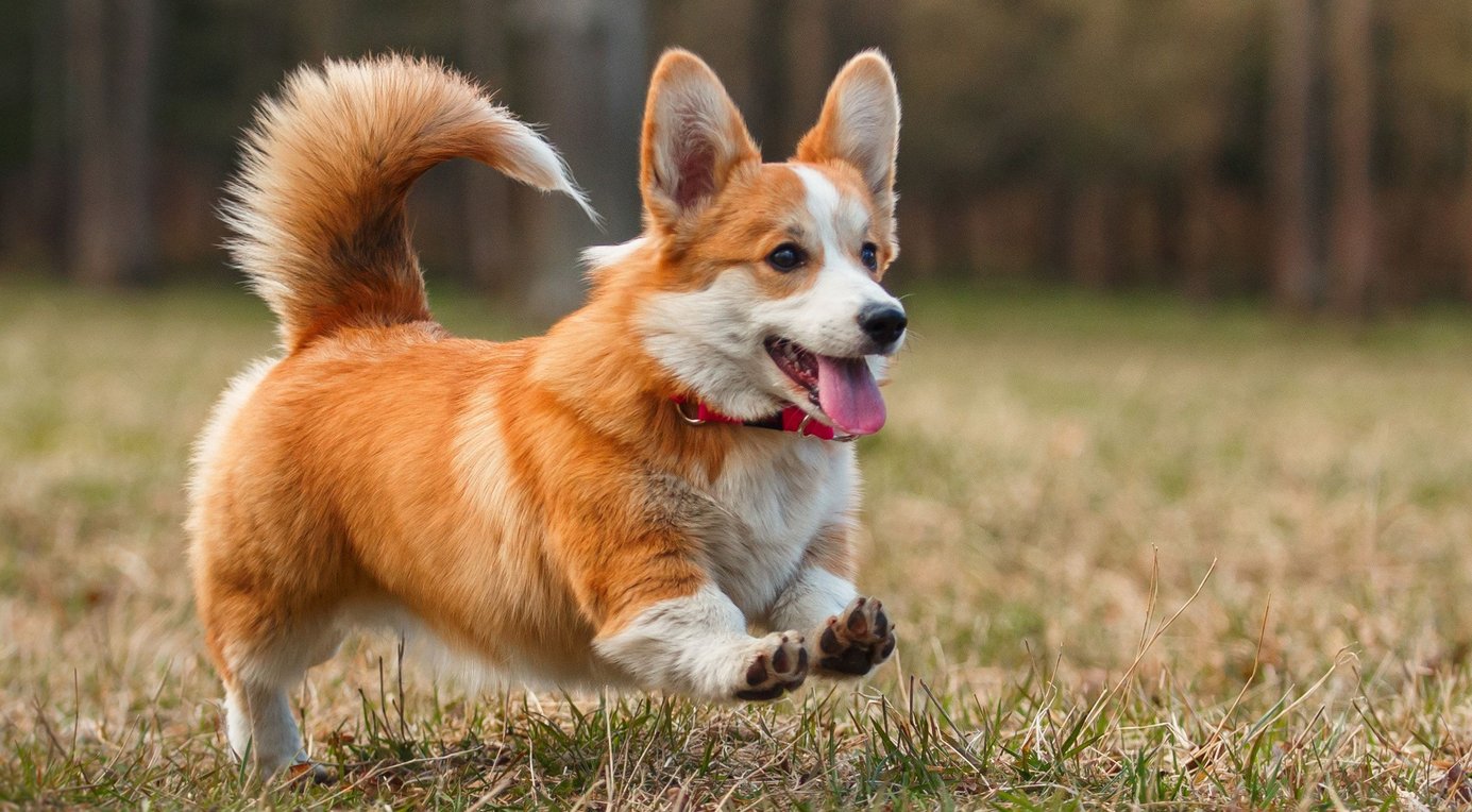 METACAM (Meloxicam) Oral Suspension for Dogs, 1.5 mg/mL, 180-mL - Easy ...