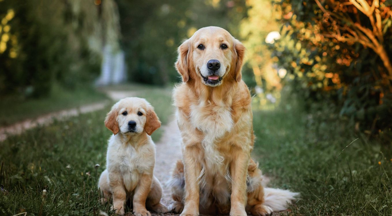 NATURVET Advanced Care ArthriSoothe-GOLD Chewable Tablets Joint ...
