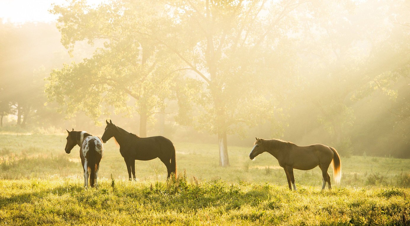 NUTRENA ProForce Fuel Horse Feed, 50-lb bag - Chewy.com