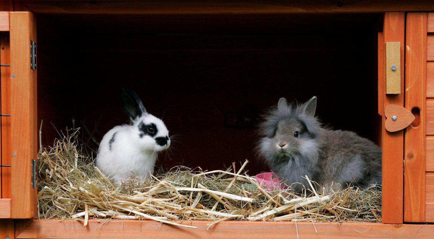 NUTRENA NatureWise Premium Rabbit Food, 25-lb bag - Chewy.com