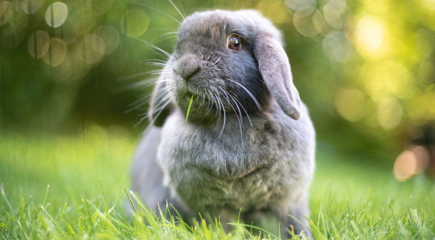 NUTRENA NatureWise Perform 18% Protein Rabbit Food, 40-lb bag - Chewy.com