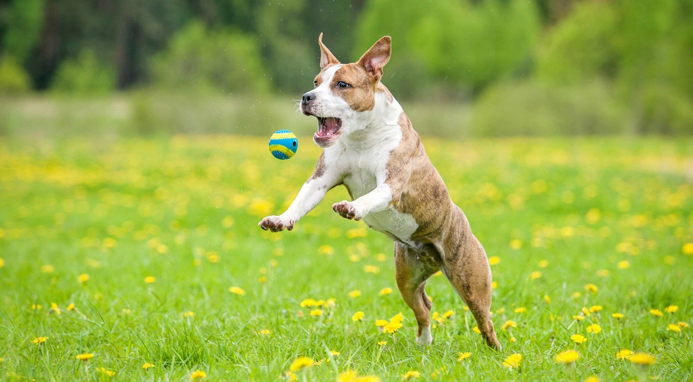 PEAKTAILS MSM Chicken Flavored Powder Supplement for Dogs, 1-lb tub ...