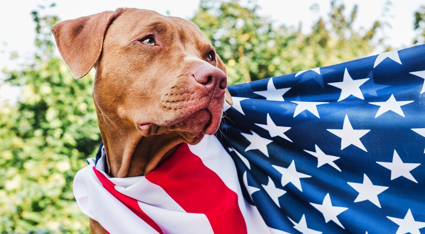 PETLAB CO. Probiotic Pork Flavored Soft Chews Digestive Supplement for ...