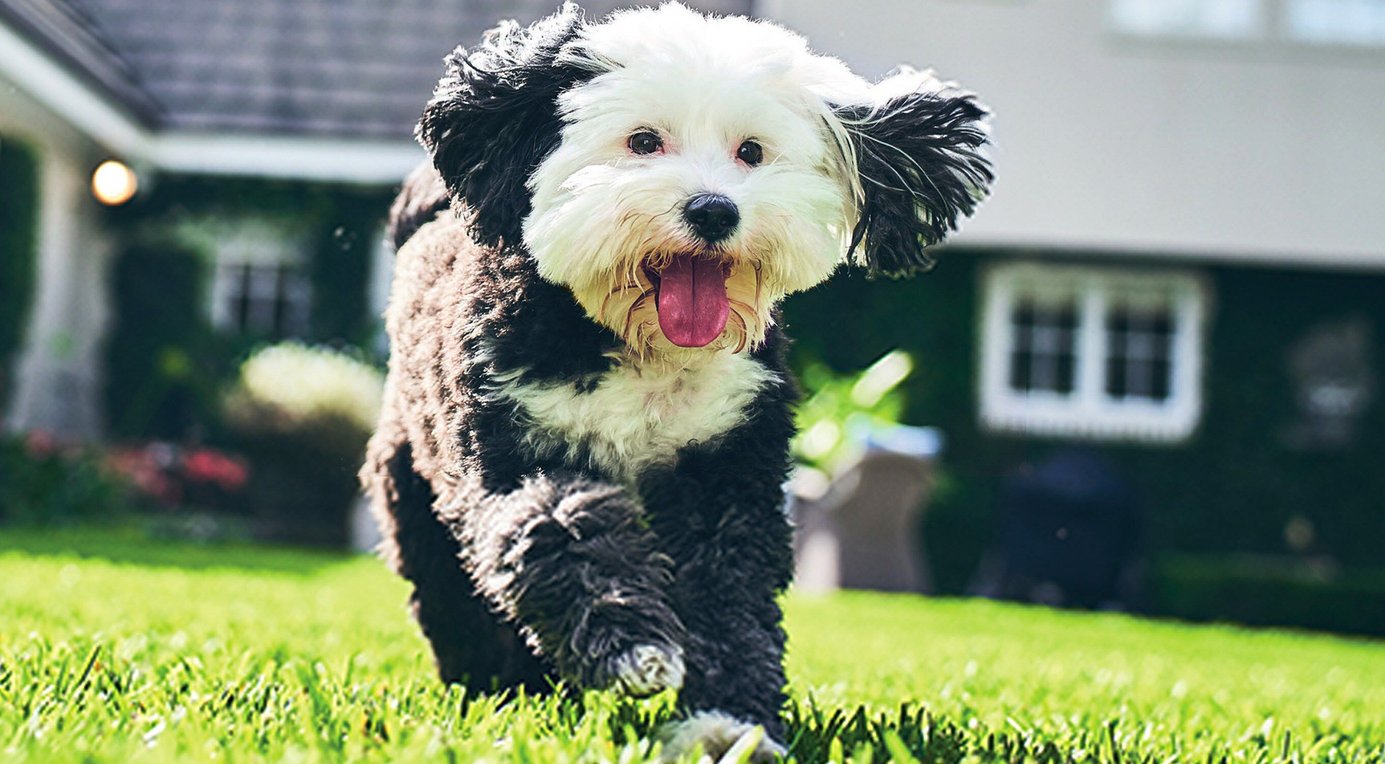 PREVICOX (Firocoxib) Chewable Tablets for Dogs, , 227-mg - Easy Refills ...