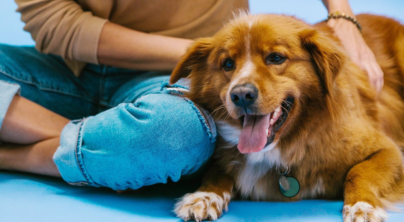 PRIMAL Let's All Get A Lung Lamb Flavored Crunchy Dog Treats, 1.5-oz ...