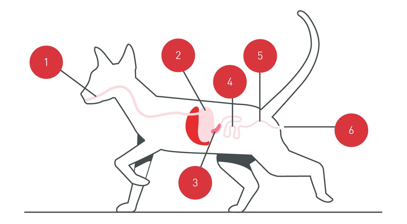 ROYAL CANIN VETERINARY DIET Adult Gastrointestinal Fiber Response Dry ...