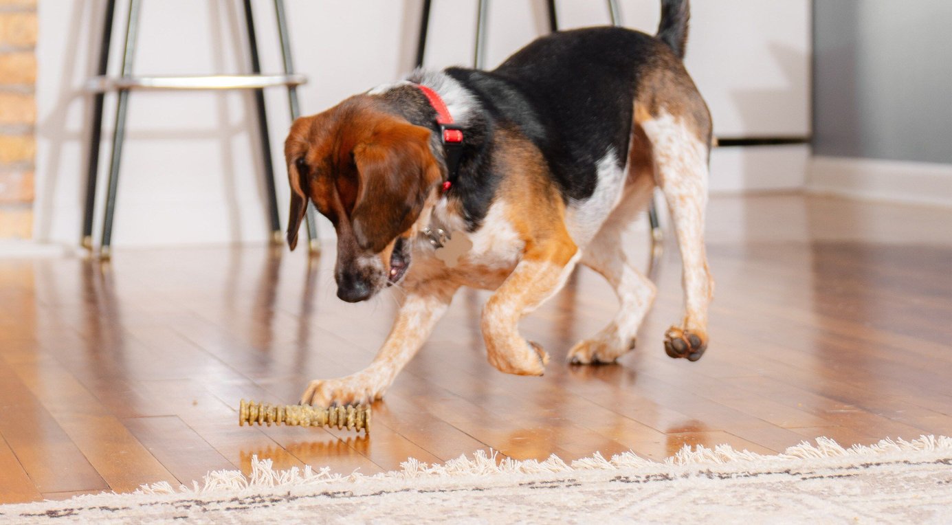 STELLA & CHEWY'S Dental Delights Medium Chicken & Parsley Dental Dog ...