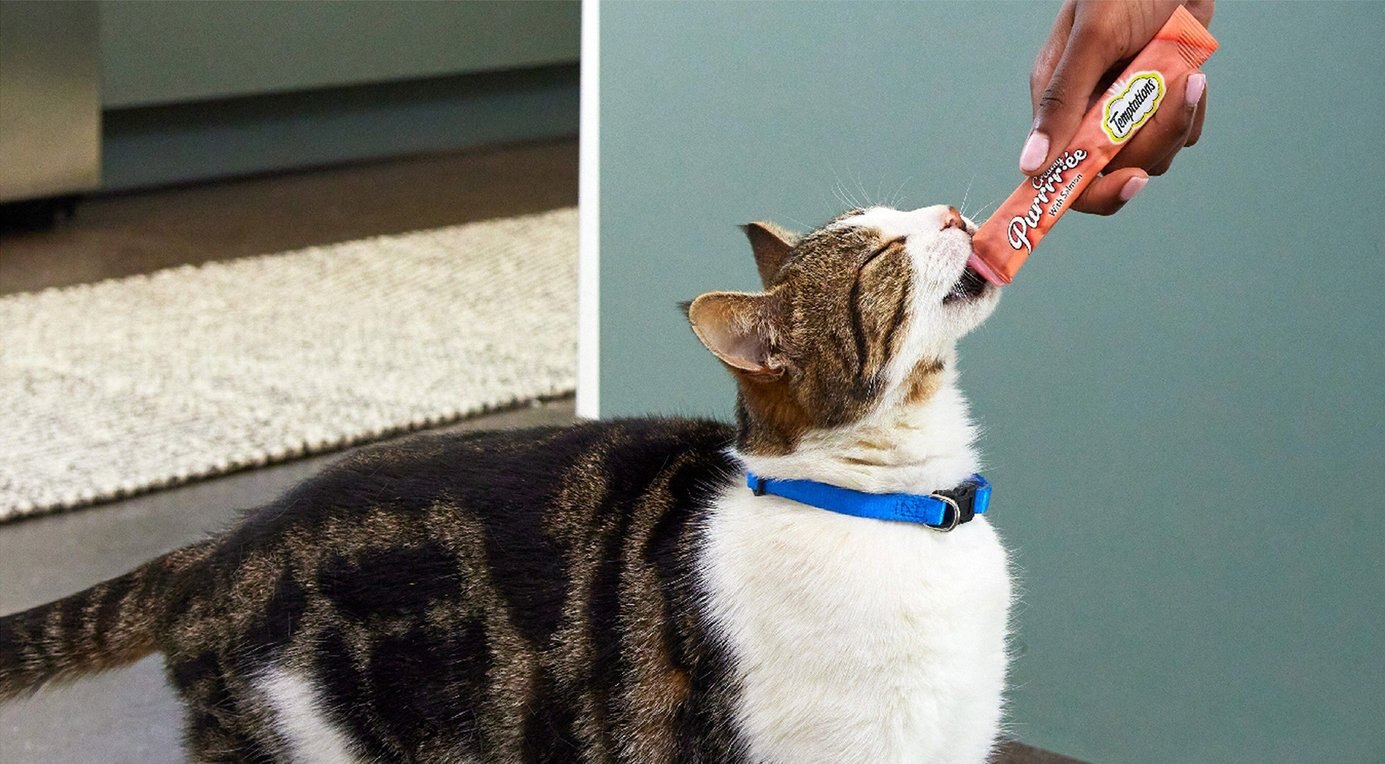 TEMPTATIONS Creepy Catnip Blissful Catnip Flavor Cat Treats, 3-oz bag ...