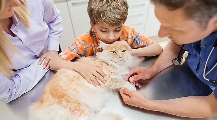 IPET PRO Blood Glucose Monitoring System Starter Kit for Dogs & Cats ...