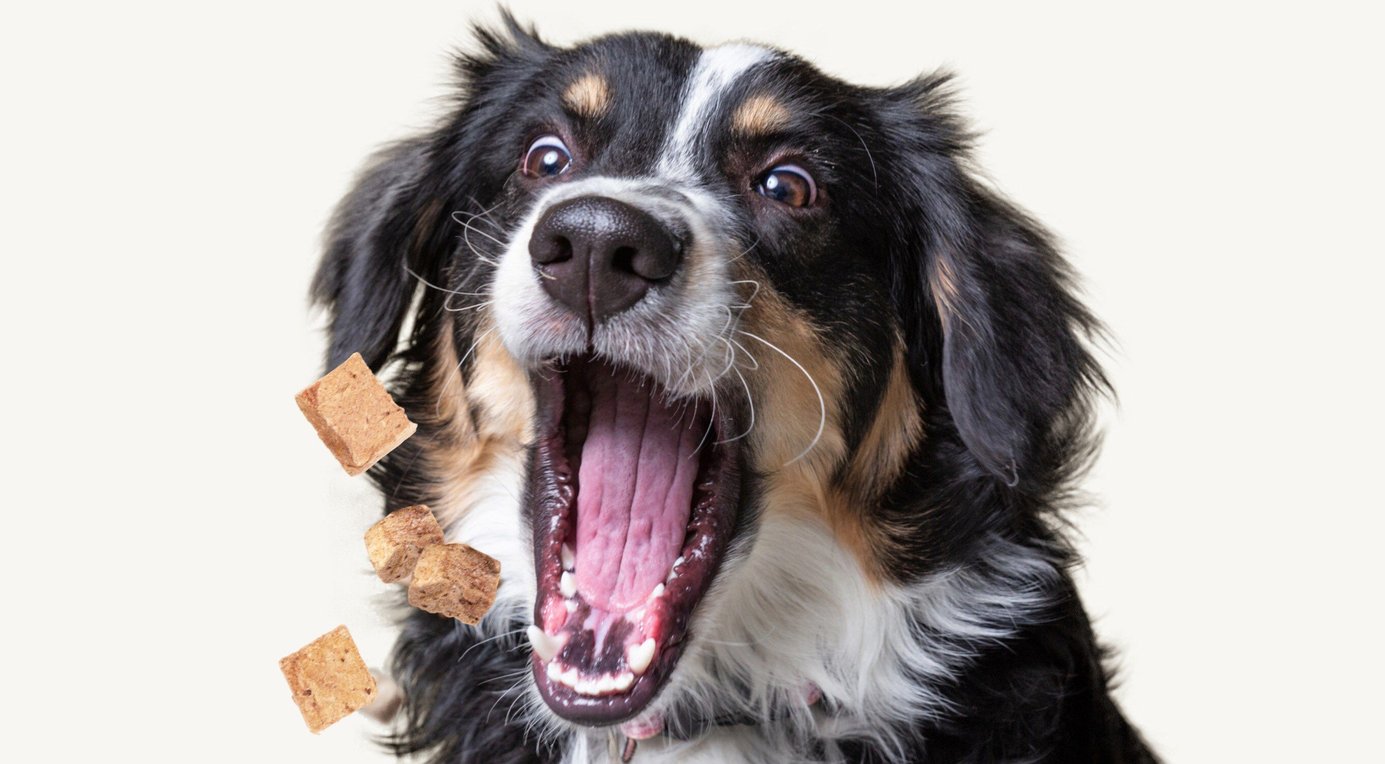 ULTIMATE PET NUTRITION Nutra Complete Premium Chicken Freeze-Dried Raw ...