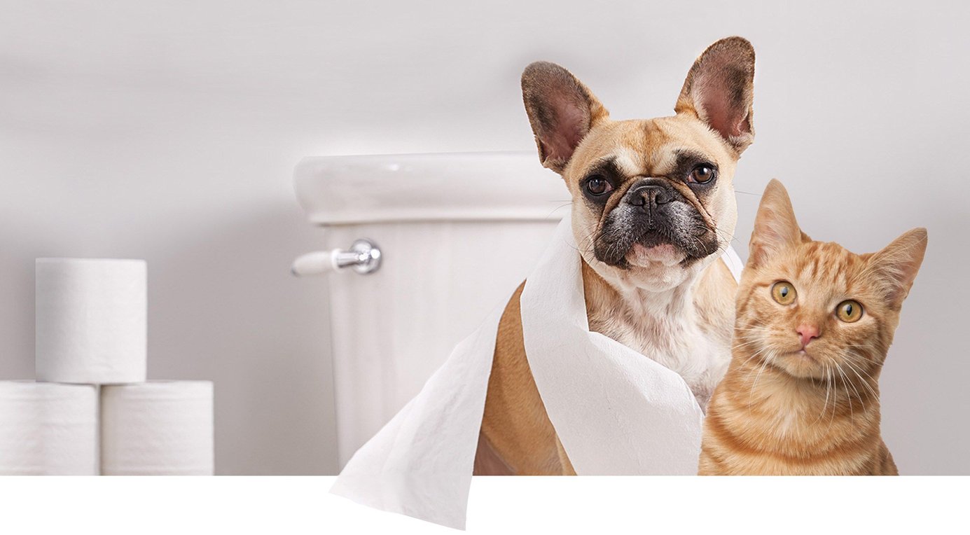 VETOQUINOL Pro-Pectalin Diarrhea Supplement for Dogs & Cats, 250 count ...